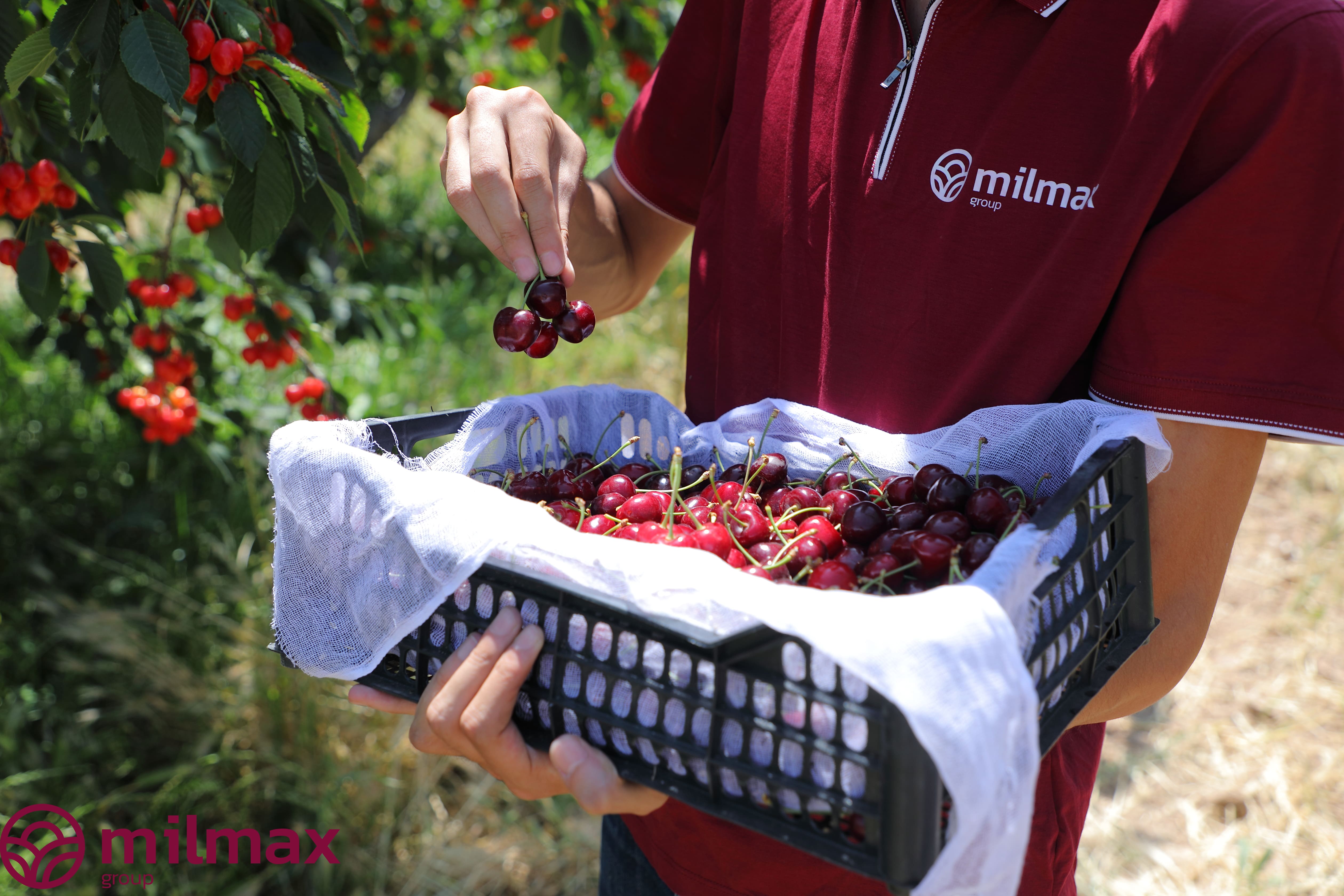 Dried and Fresh Fruits - Export & Worldwide Delivery | milmax.uz